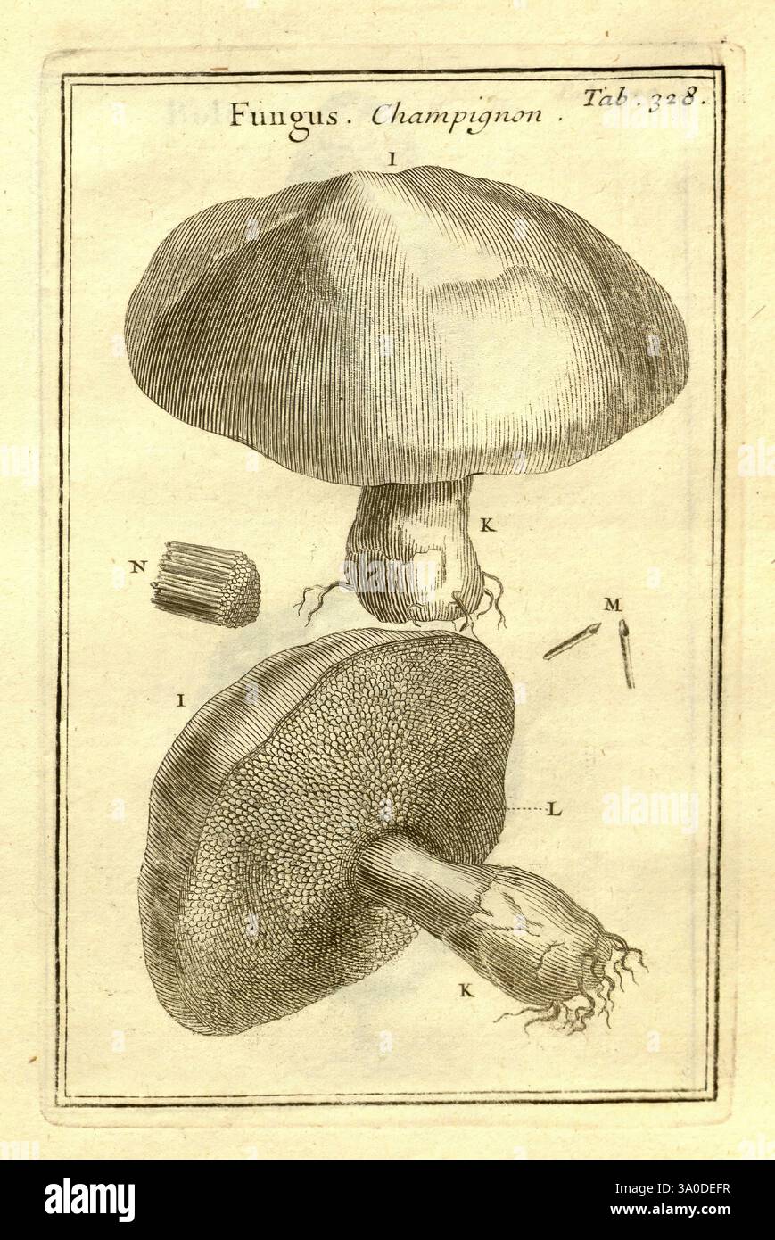 Joseph Pitton de Tournefort, Institutiones rei herbariae, Parisiis, E ...