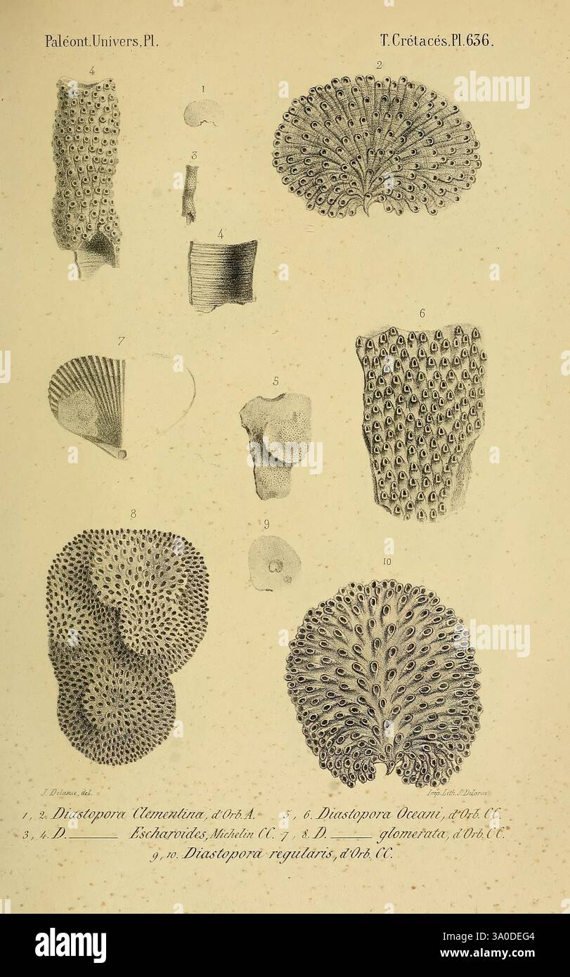 Patterns of ancient coral species hi-res stock photography and images ...