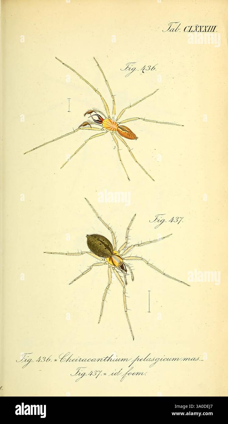 Illustration features two species of spiders hi-res stock photography ...