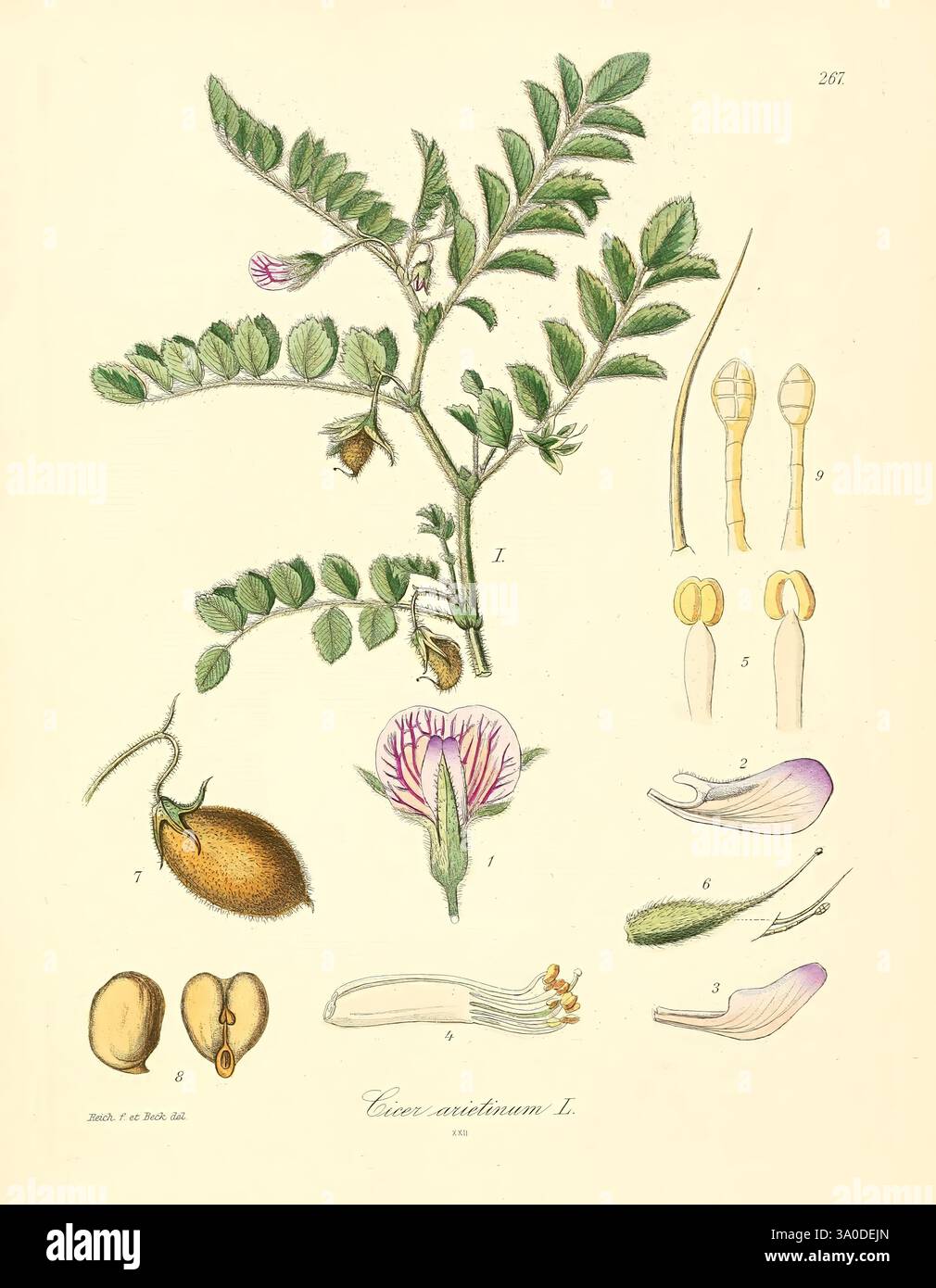 Icones florae Germanicae et Helveticae, simul Pedemontanae, Tirolensis ...