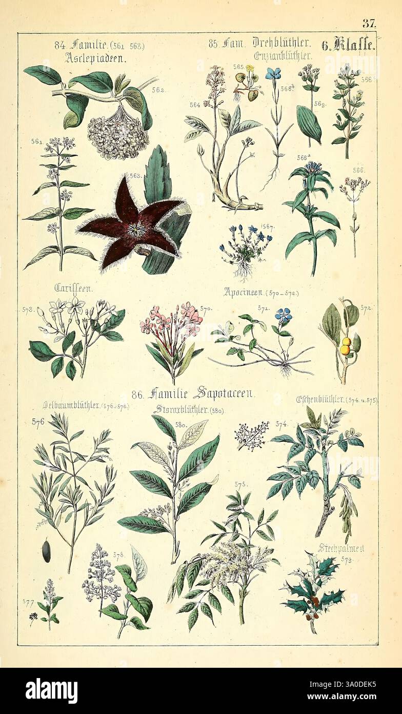 Detailed representations of different plant species hi-res stock ...
