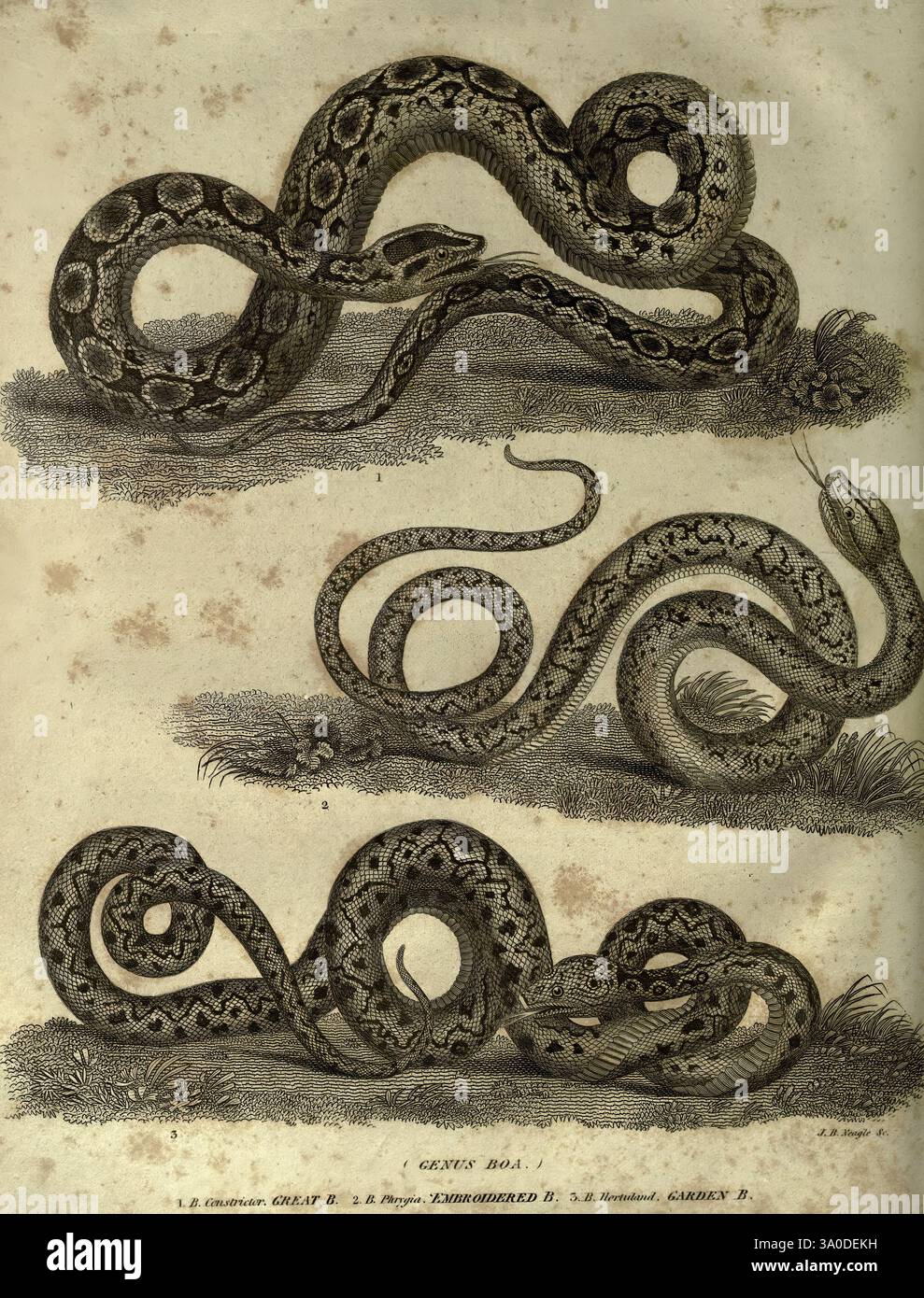 A history of the earth, and animated nature. New-York, T. Kinnersley ...