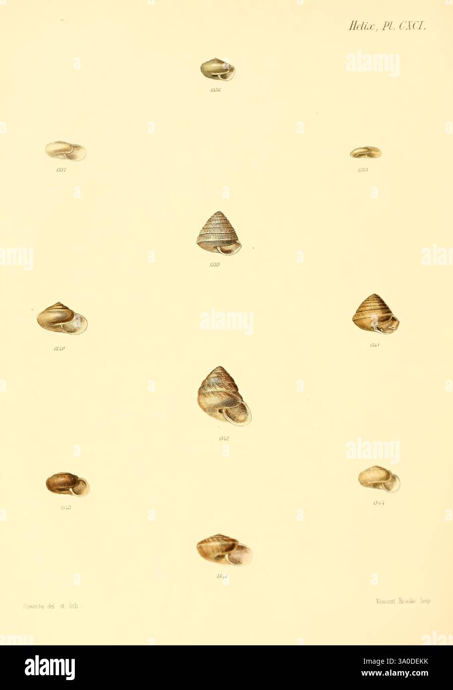 Conchologia iconica, Illustrations of the shells of molluscous animals ...