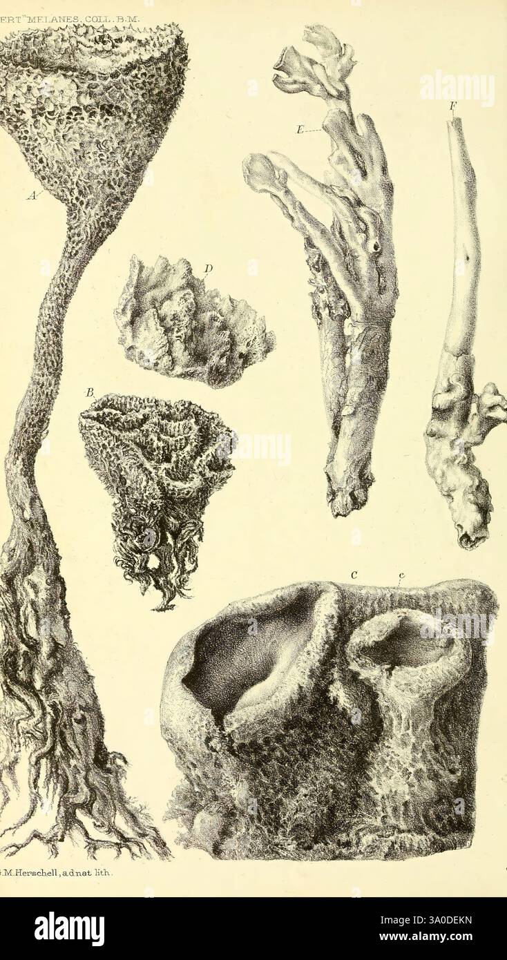 Schmidtia variabilis hi-res stock photography and images - Alamy