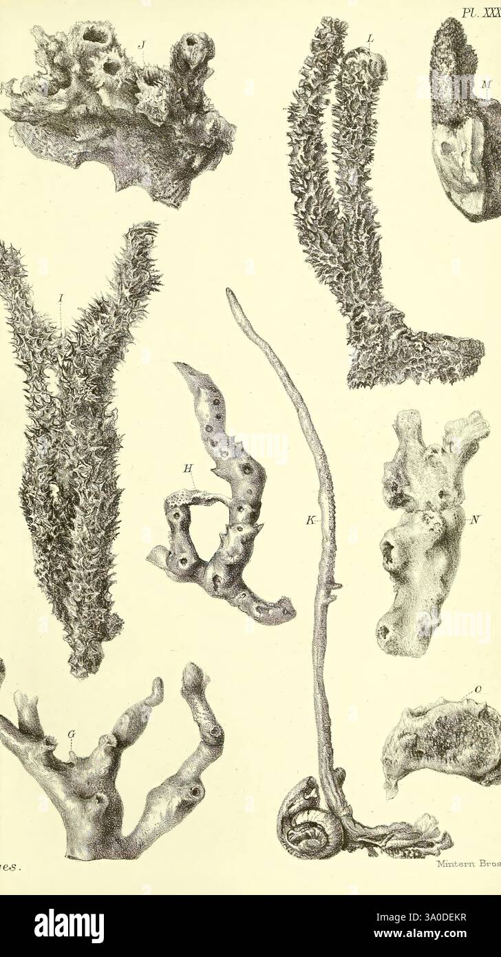 Report on the zoological collections made in the Indo-Pacific Ocean ...