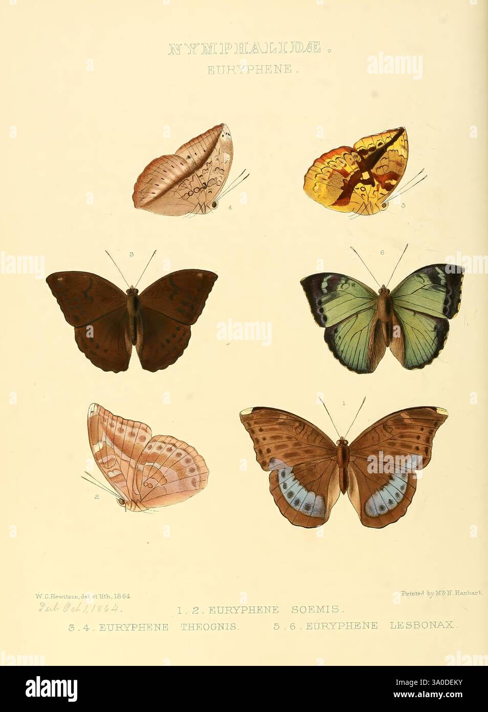 Bottom row displays three additional butterflies hi-res stock ...