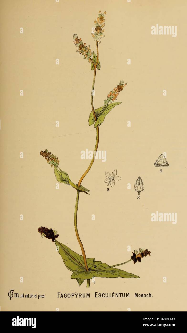 American medicinal plants New York Boericke & Tafel c1887 botany ...