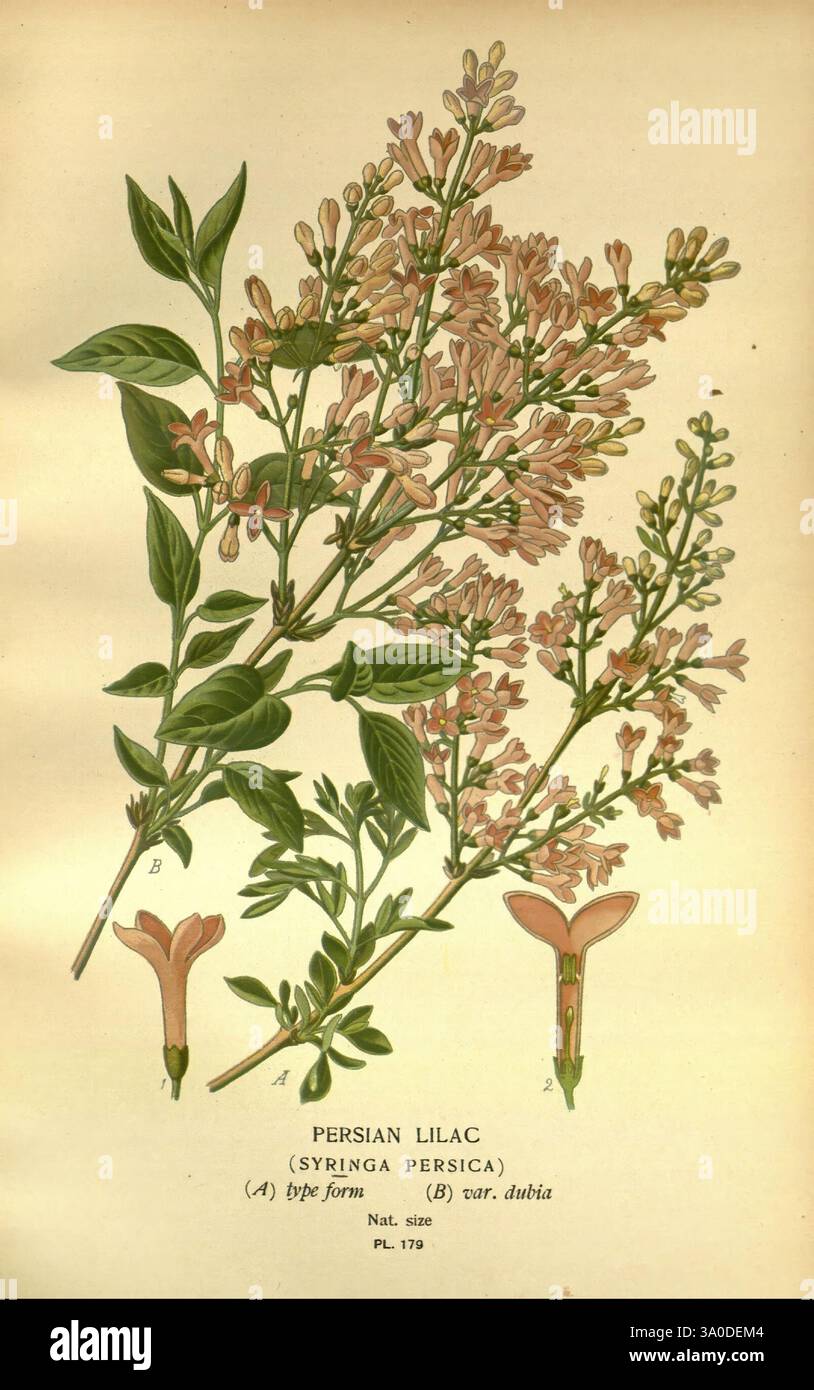 Two distinct floral forms hi-res stock photography and images - Alamy