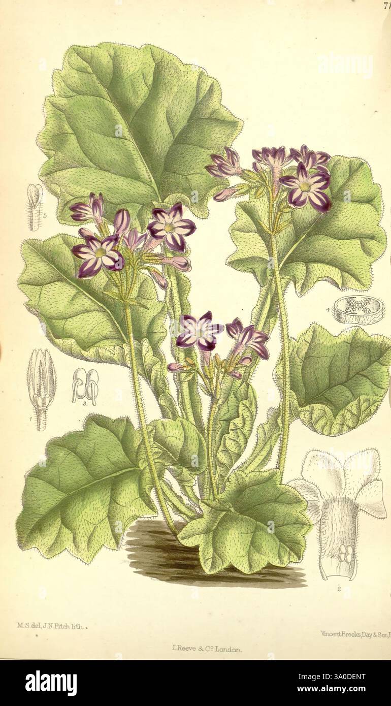 Curtis's Botanical Magazine London New York etc. Botanical Illustration ...
