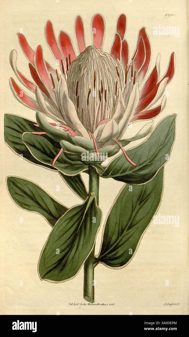 Curtis's Botanical Magazine London, New York Botanical Illustration ...