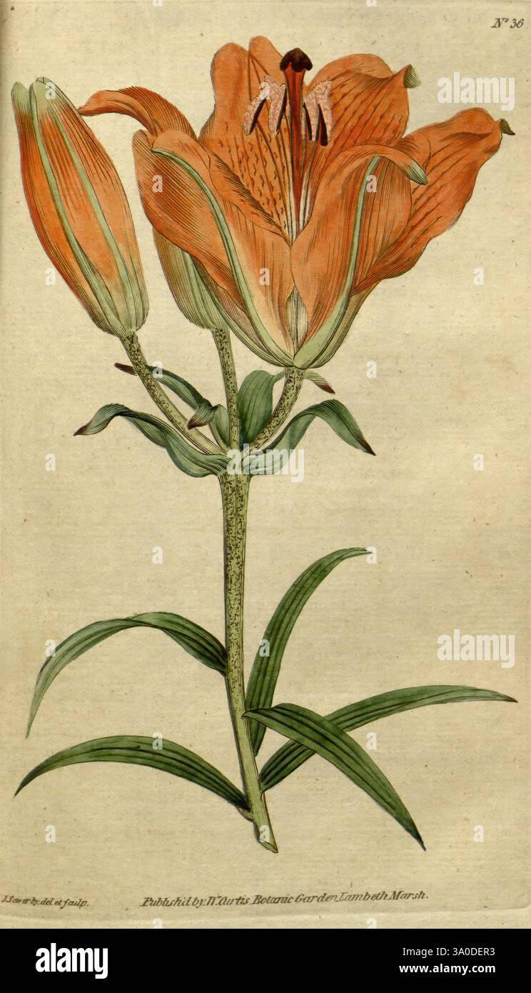 1790 1800 botany periodicals pictorial works william curtis syde hi-res ...