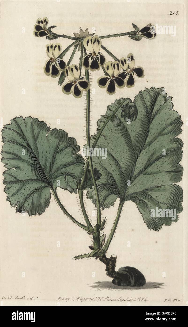 Geraniaceae, London, Printed for James Ridgway, Piccadilly, 1820-1830 ...