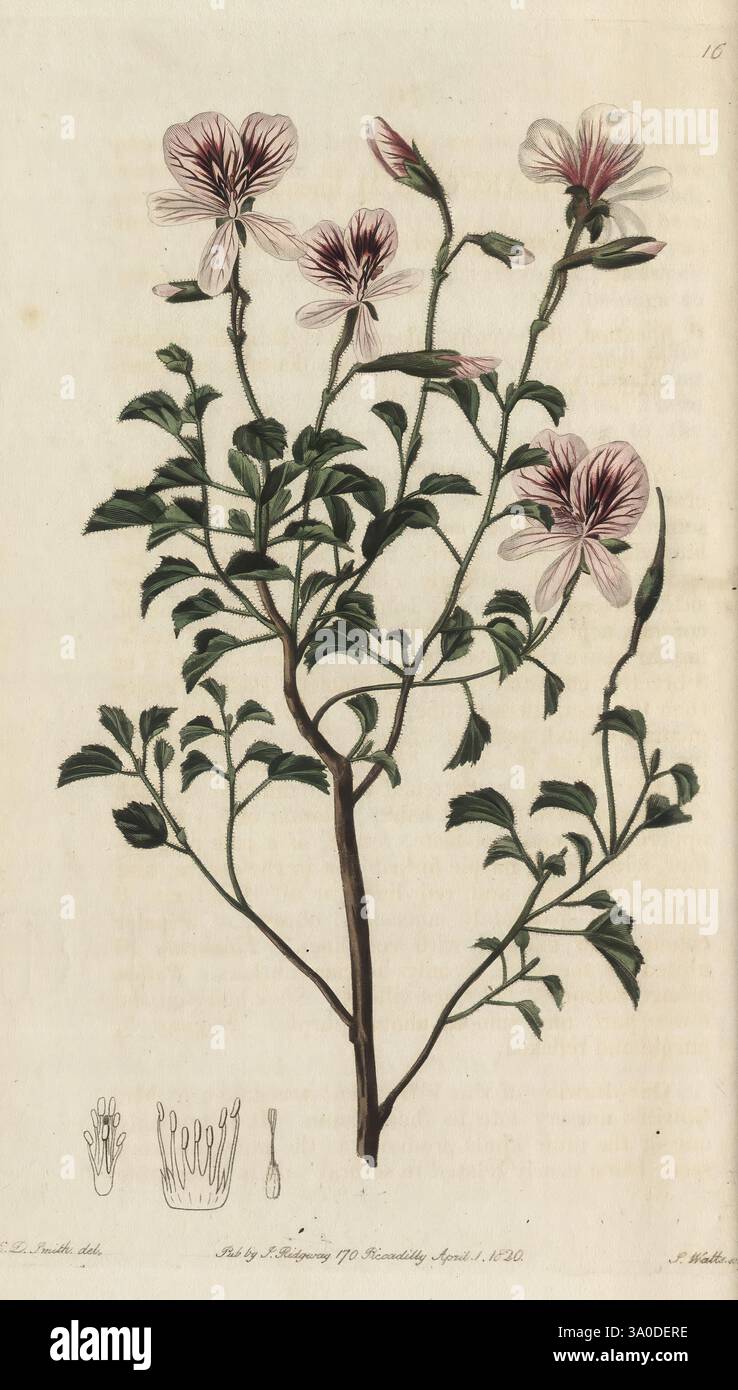 Geraniaceae, London, Printed for James Ridgway, Piccadilly, 1820-1830 ...