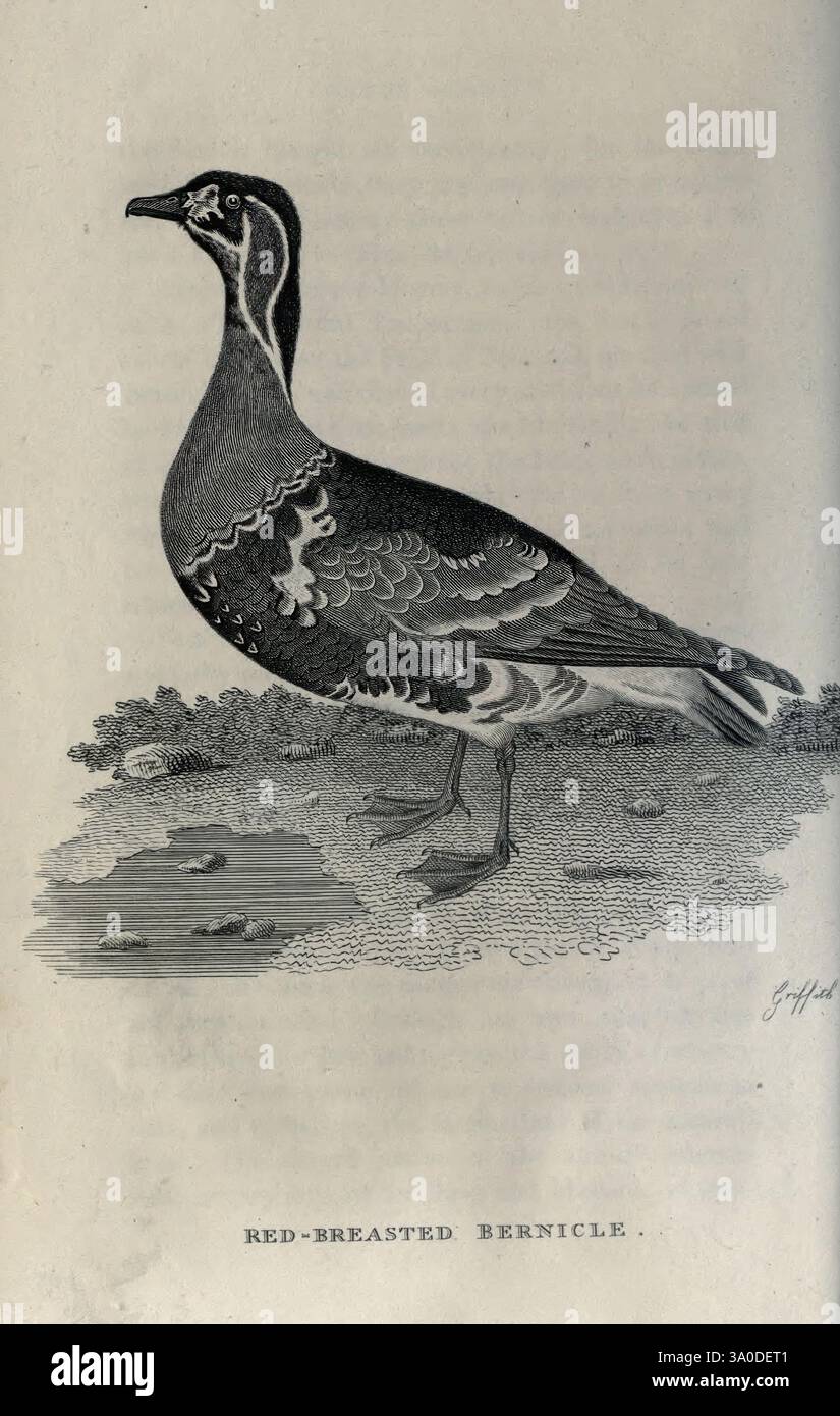 Soft outlines of water hi-res stock photography and images - Alamy