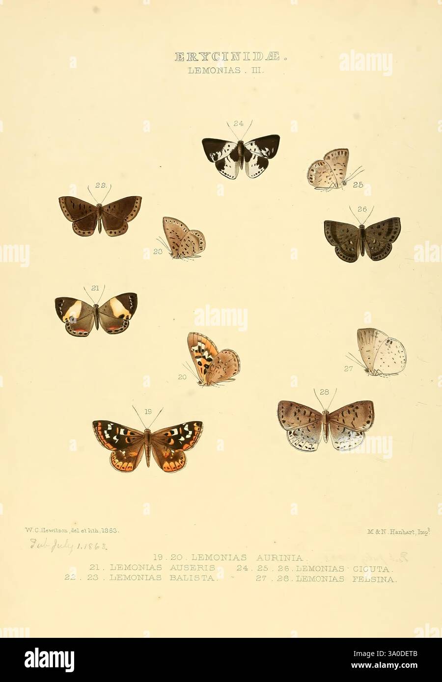 Arrangement features butterflies hi-res stock photography and images ...