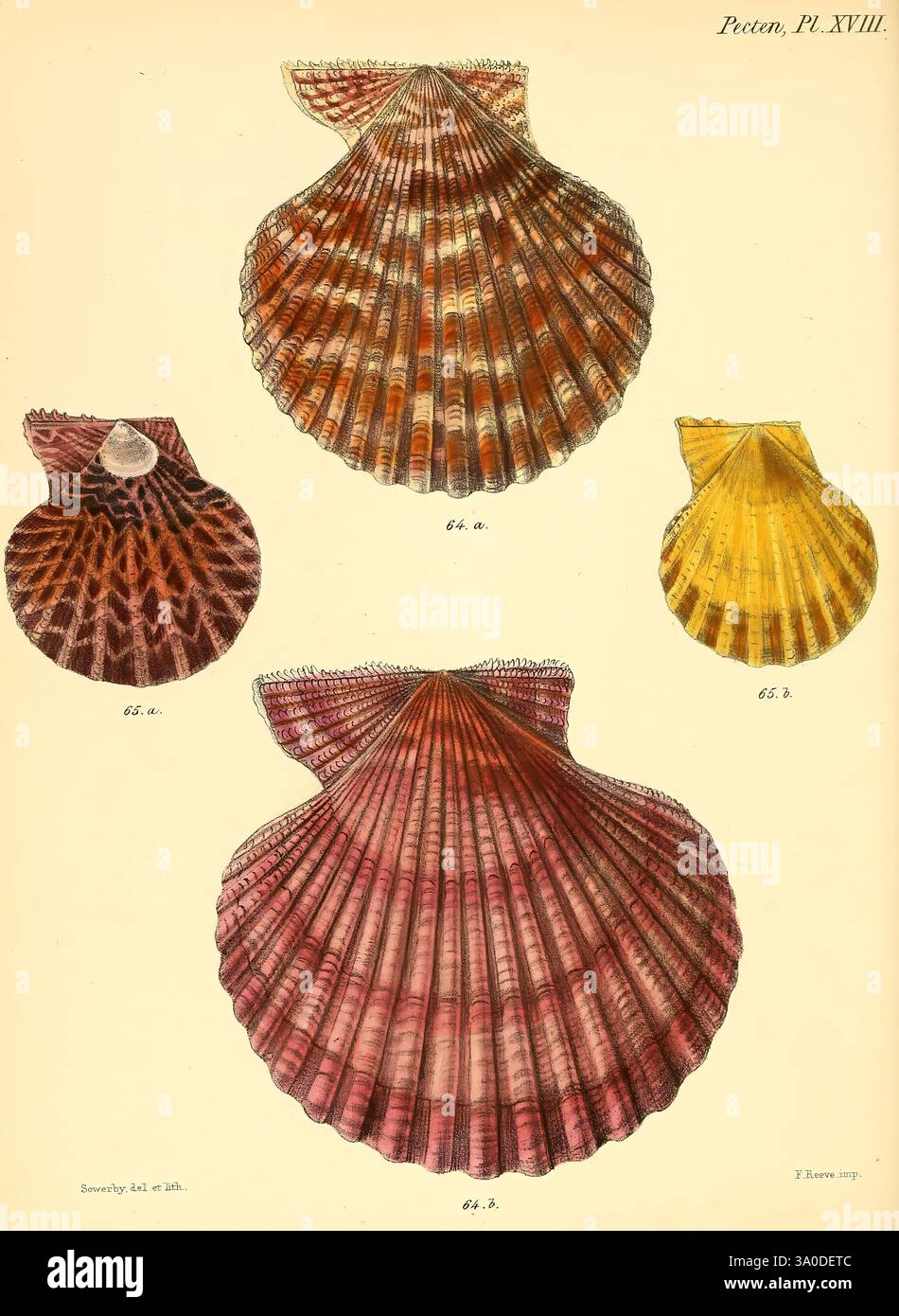 Conchologia iconica, or Illustrations of the shells of molluscous ...
