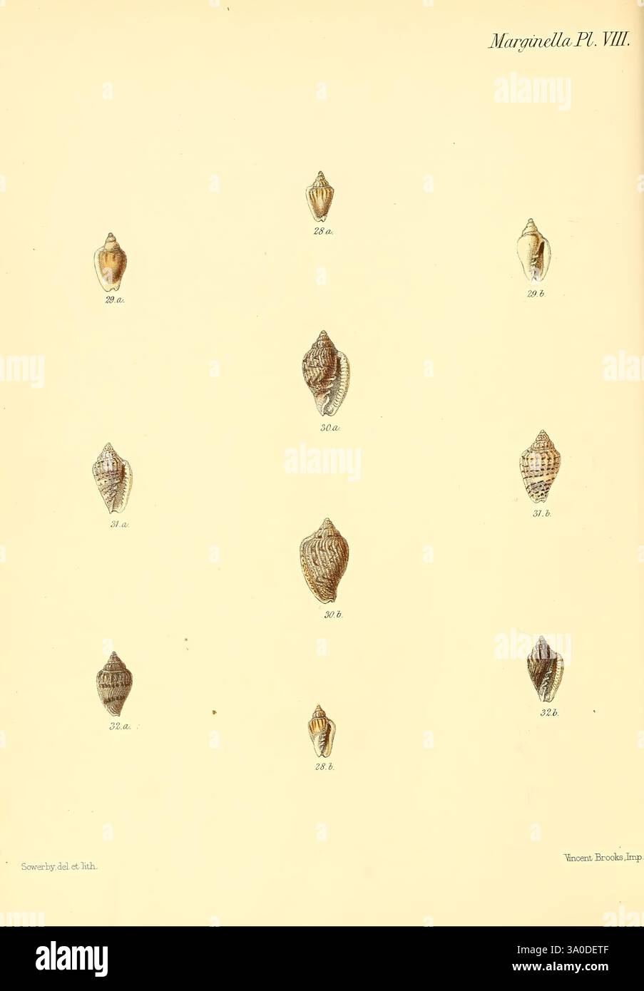 Conchologia Iconica, or Illustrations of the Shells of Molluscous ...