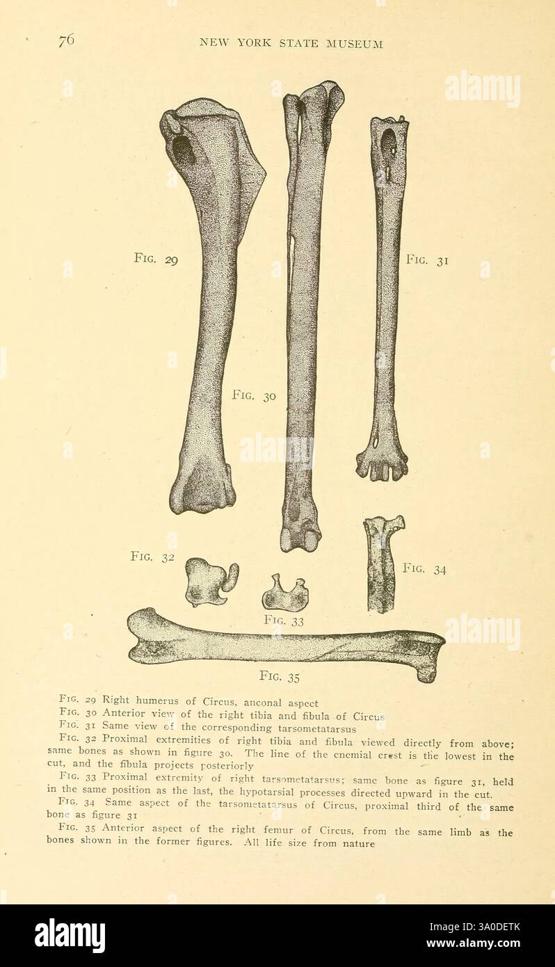 Osteology of Birds, 1909. Anatomy, Birds, Bones, Osteology, Circus, The ...