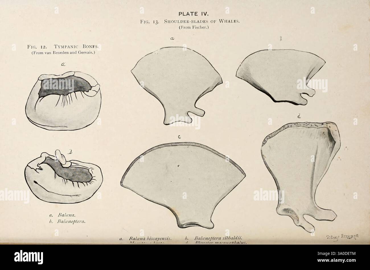 A book of whales London, J. Murray, 1900. whales, Woods Hole, sperm ...