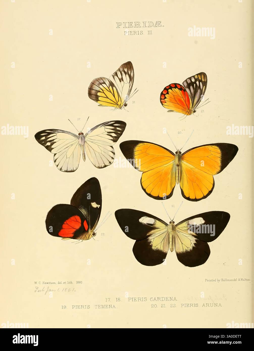 Pale white specimens hi-res stock photography and images - Alamy