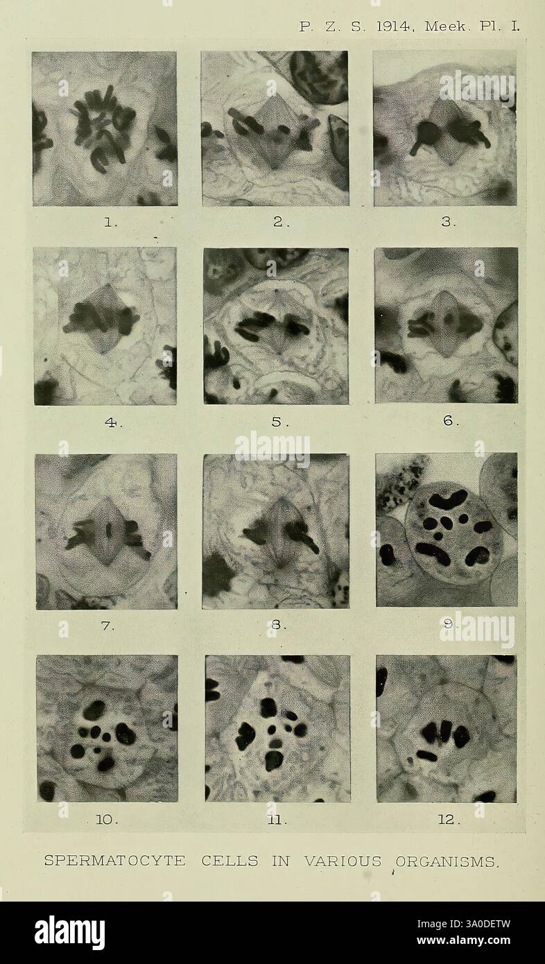 Reproductive cells across different species hi-res stock photography ...