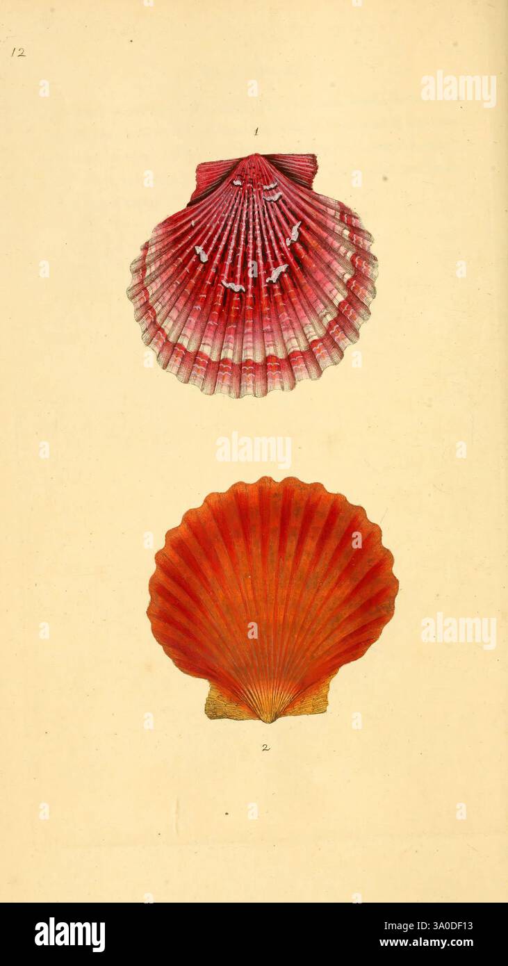 The, natural, history, of, British, shells, v.1-3, London, Printed, for ...