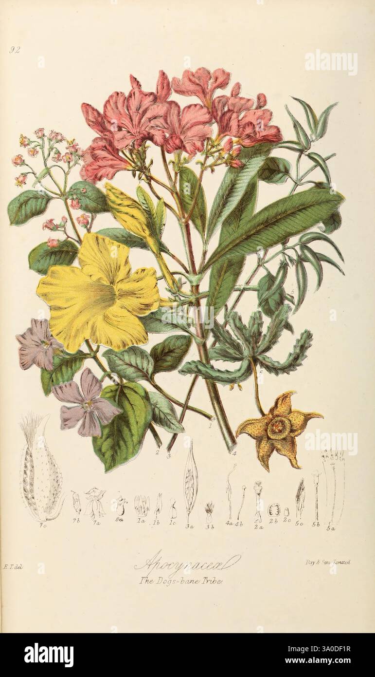 Illustrations of the Natural Orders of Plants with Groups and ...