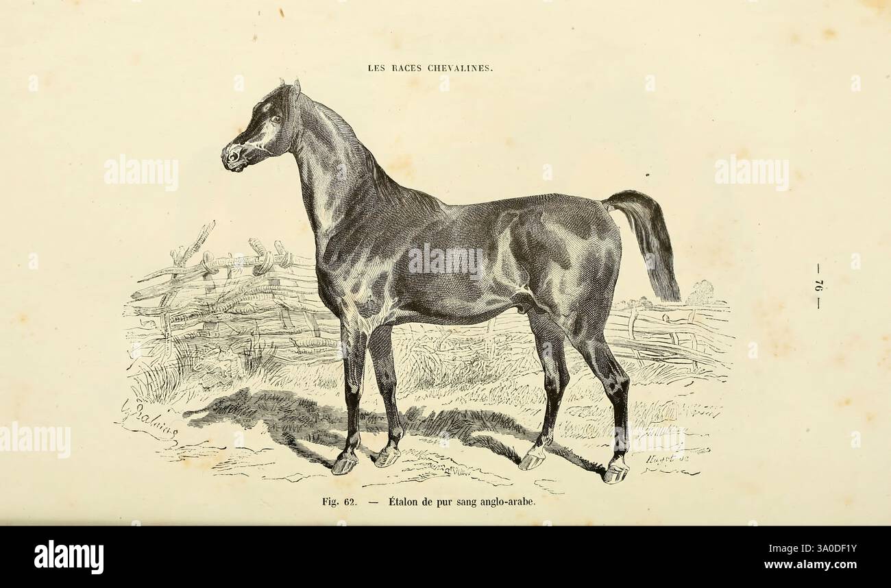 La connaissance générale du cheval, atlas, Paris, Didot, 1861, horses ...