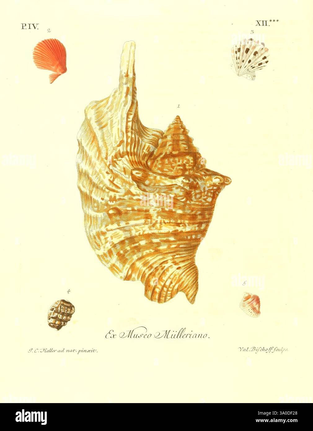 Smaller illustrations of various shell types hi-res stock photography ...