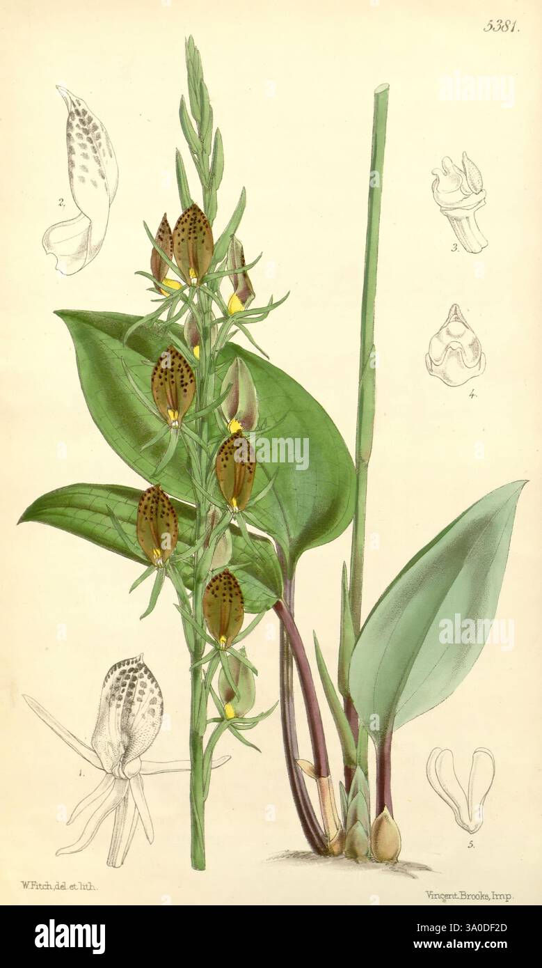 Curtis's Botanical Magazine, London, New York, botany, periodicals ...