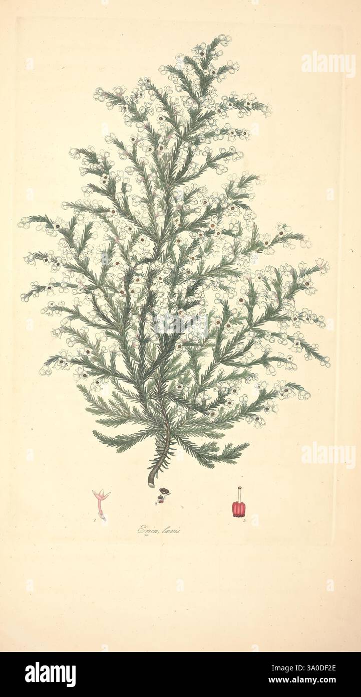 Subtle drawings hi-res stock photography and images - Alamy