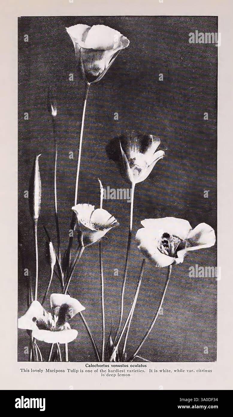 Retail price list of California bulbs, Ukiah, CA, Carl Purdy ...