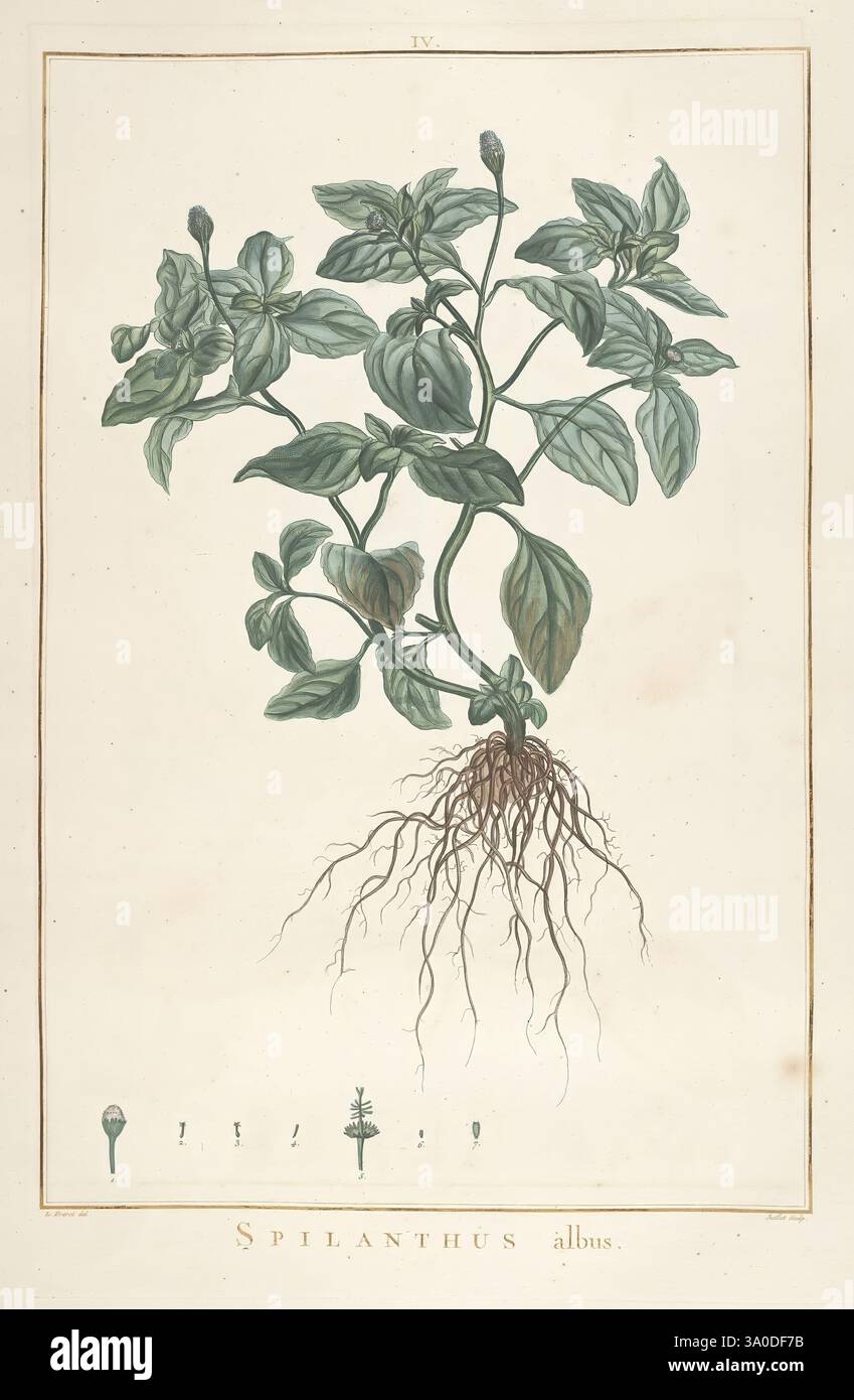 Spilanthus albus hi-res stock photography and images - Alamy