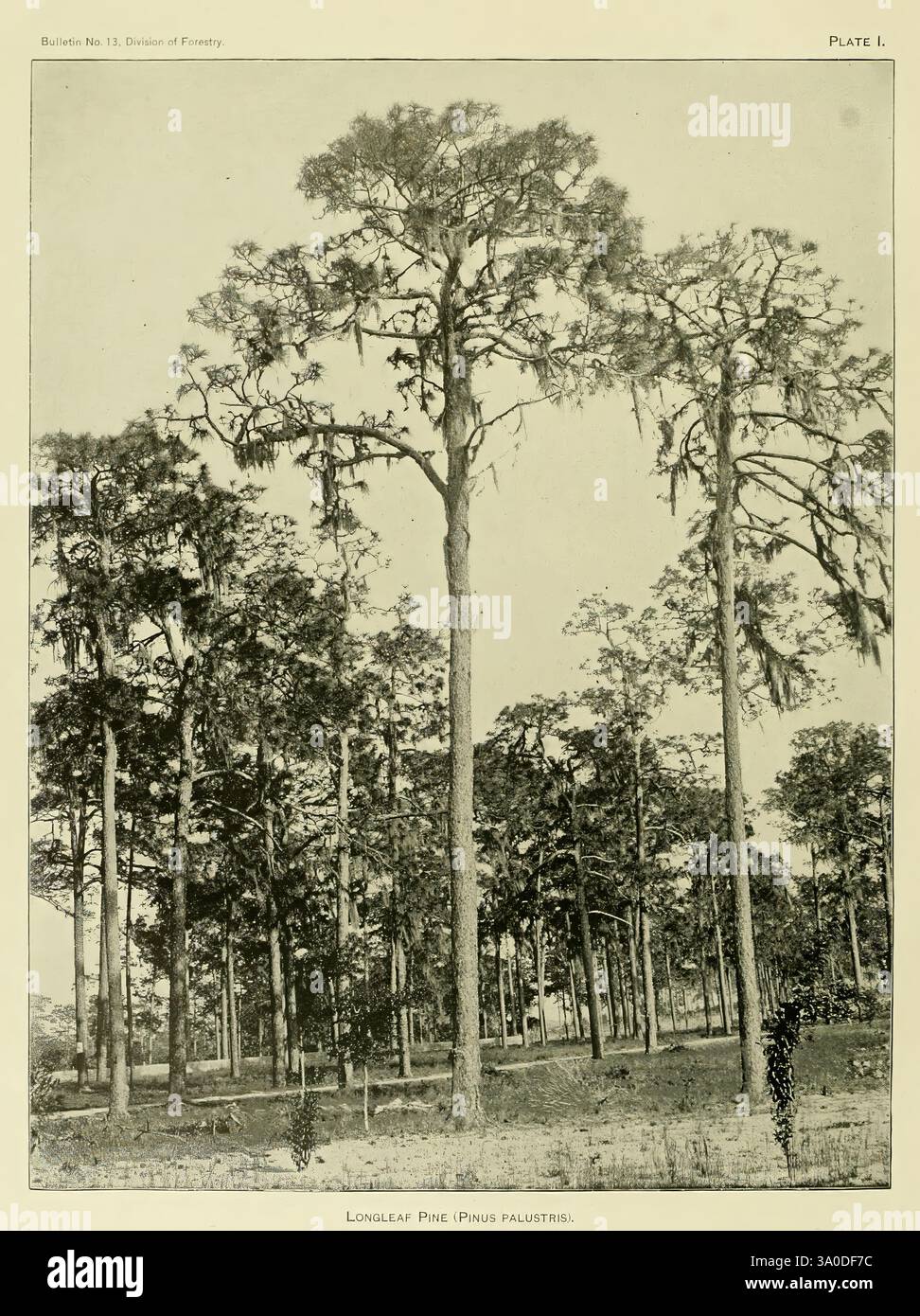 Cluster of longleaf pine trees hi-res stock photography and images - Alamy