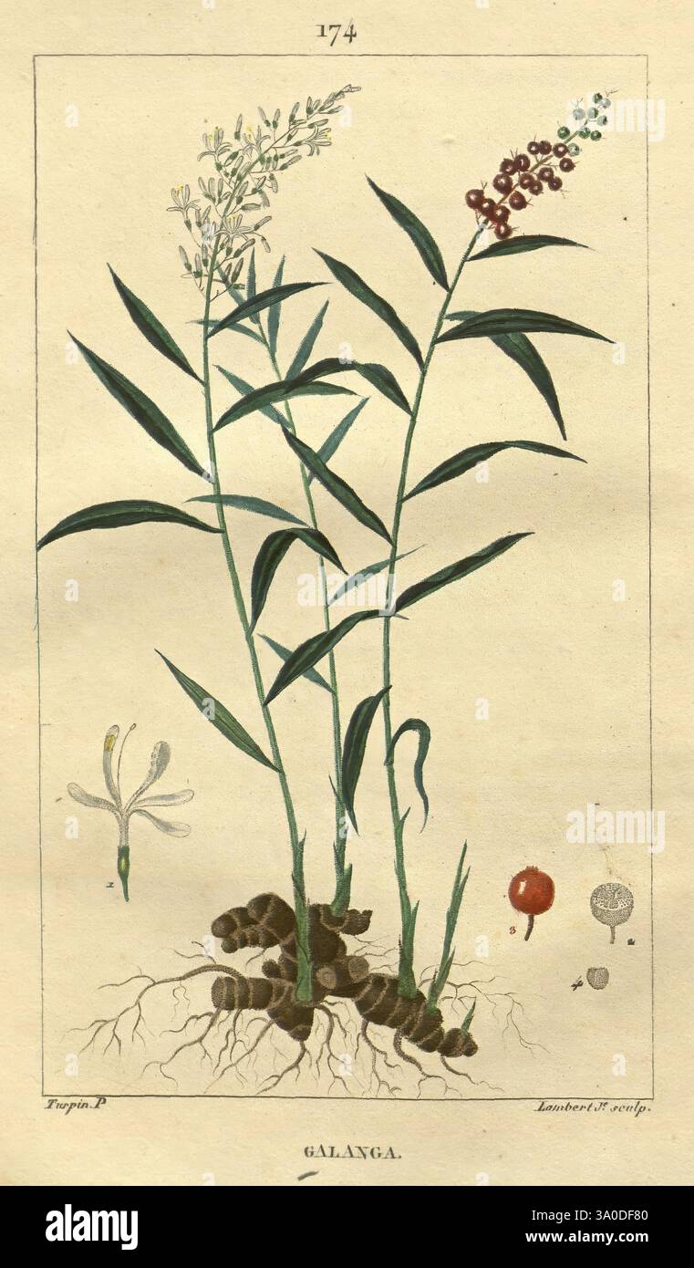 Two prominent plant specimens labeled hi-res stock photography and ...