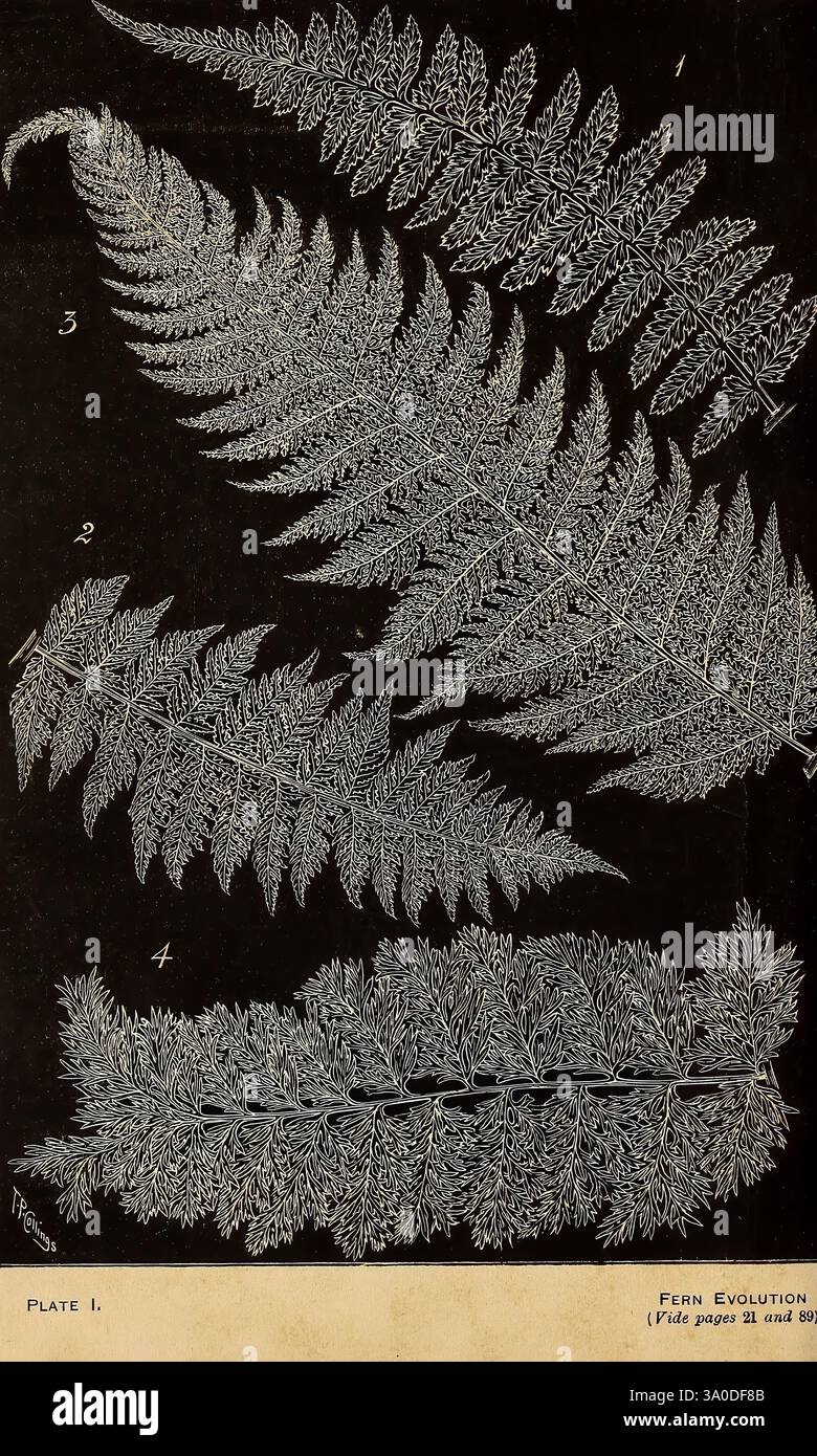 Choice British ferns London, L. Upcott Gill, 1888, botany, ferns, Great ...