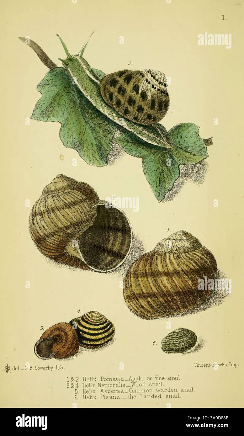 Phylum mollusca molluscs ireland hi-res stock photography and images ...
