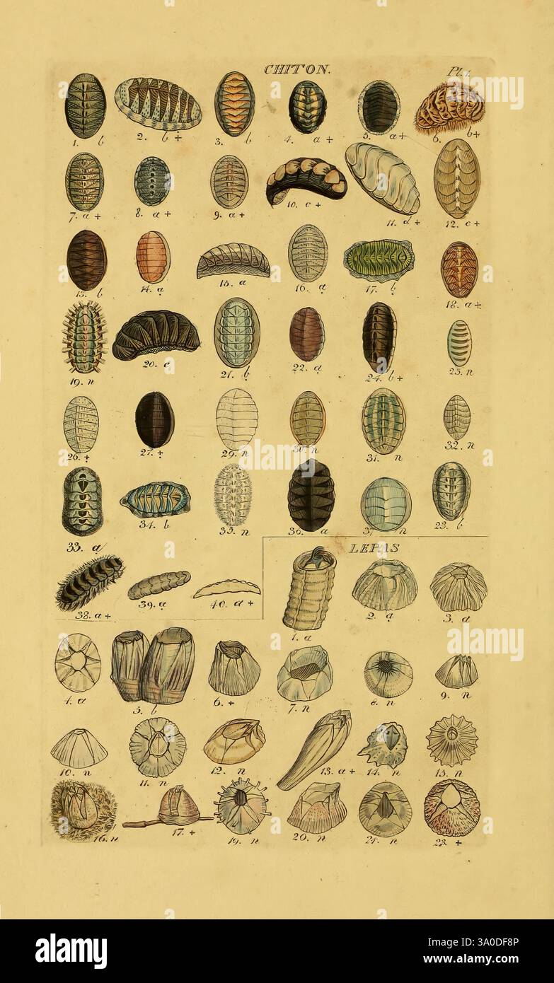 Chiton fulvus hi-res stock photography and images - Alamy