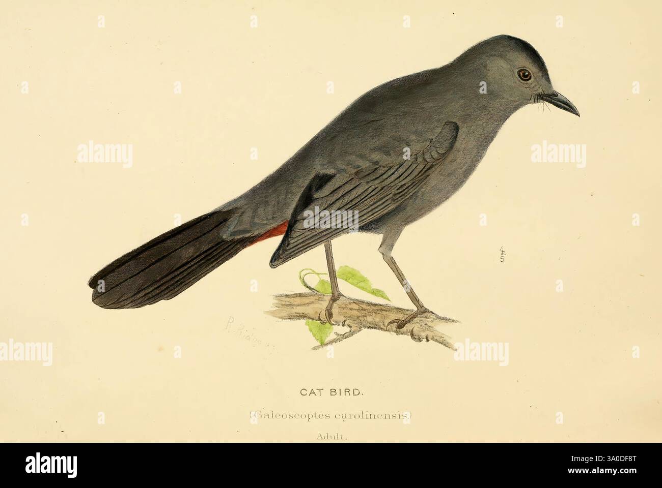 A history of North American birds, Boston, Little, Brown, 1905, birds ...