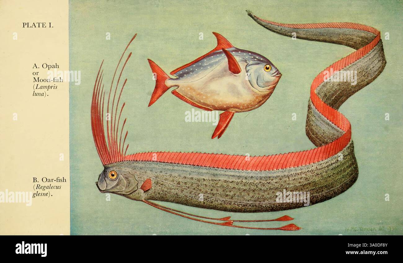 Rich combination of coloration hi-res stock photography and images - Alamy