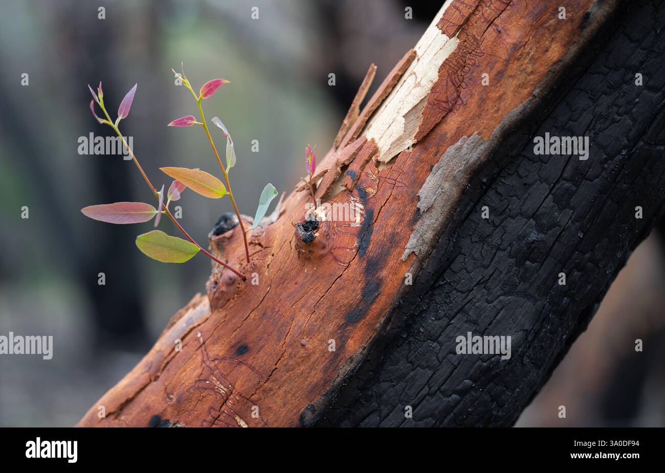 Resilient Scribbly Gum Tree After Fire Stock Photo - Alamy