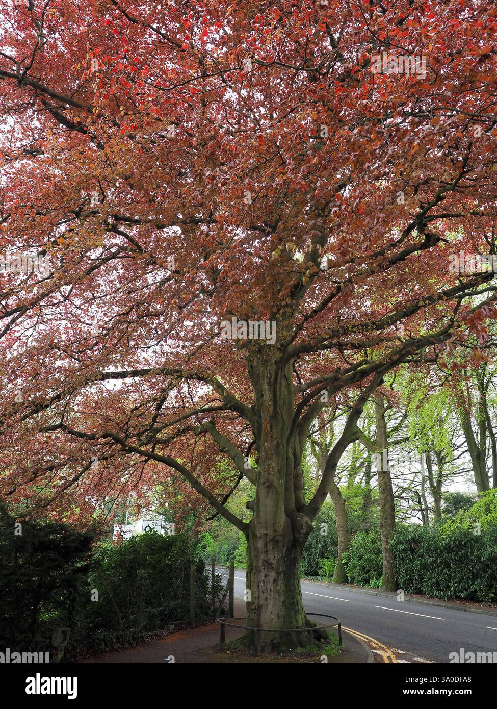A large majestic and colourful copper beech tree next to a road in its ...