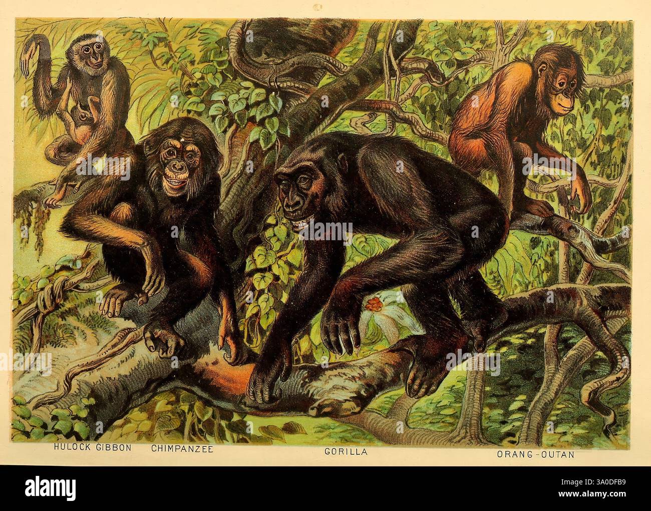 Johnson's household book of nature, New York, H.J. Johnson, 1880 ...