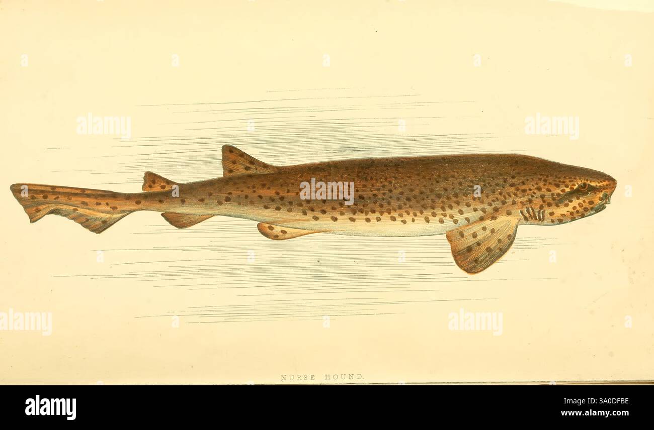 A history of the fishes of the British Islands, 1862-65, Great Britain ...