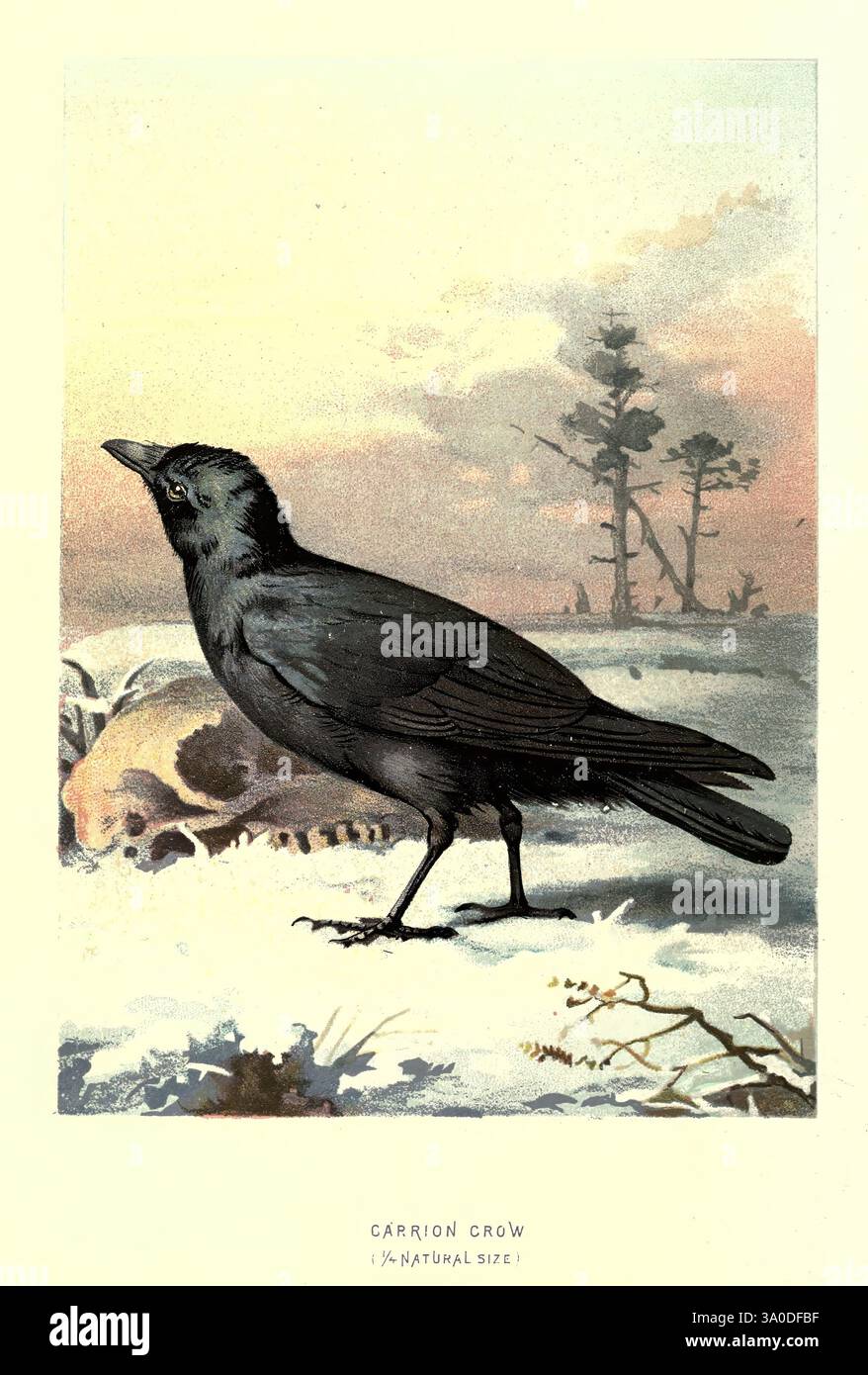 Carrion crows role hi-res stock photography and images - Alamy