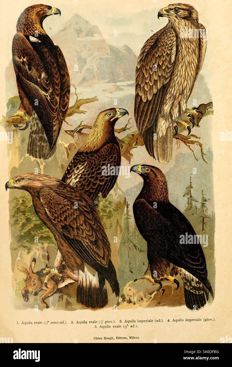 Five different species of eagles in various poses hi-res stock ...