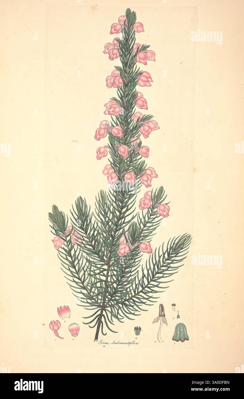 Coloured engravings of heaths, London, Published by the Author. Printed ...