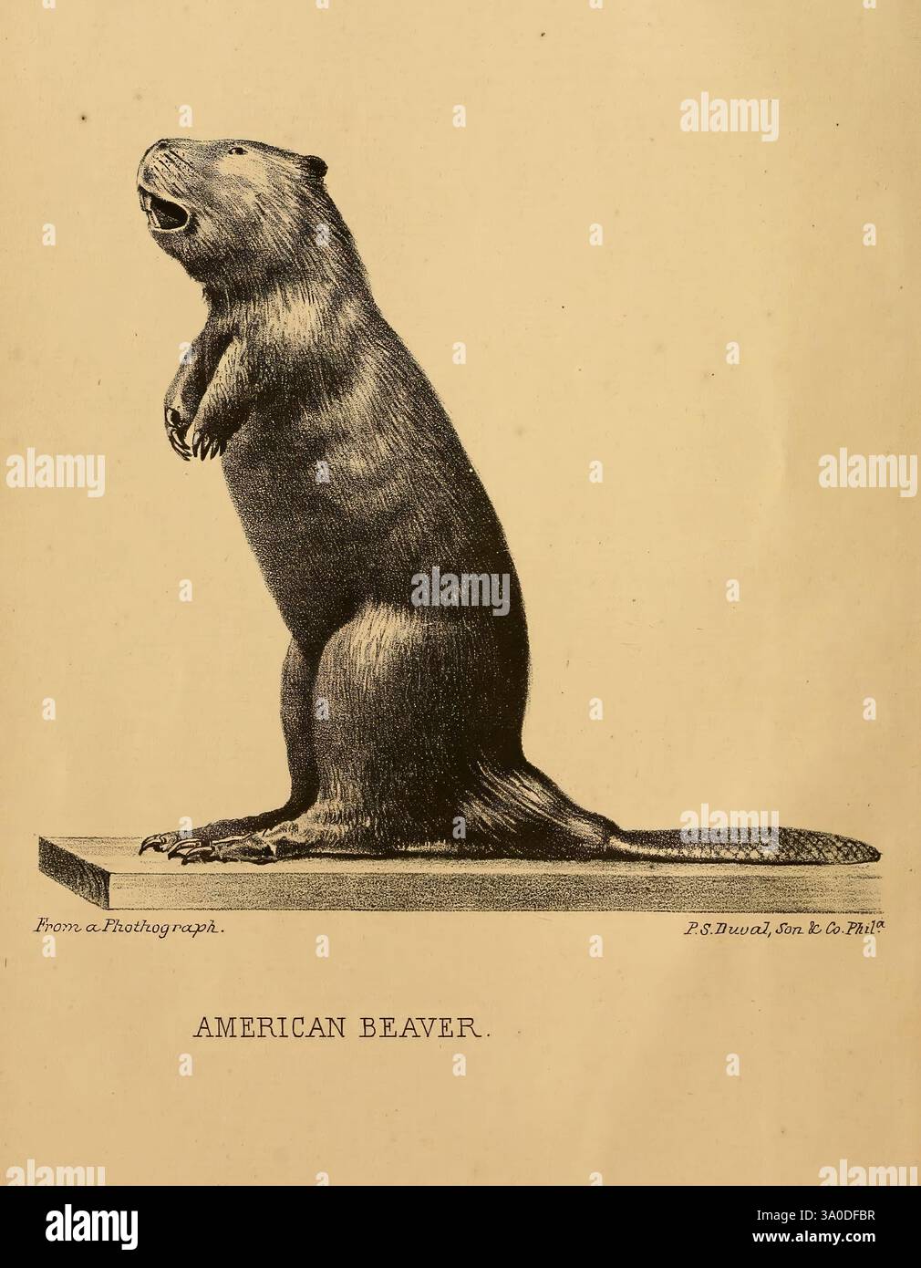 The American Beaver and His Works Philadelphia, J.B. Lippincott & Co ...