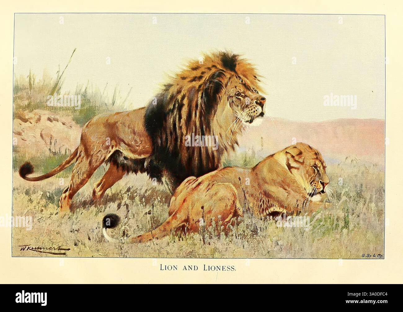 Wildlife of the World, London, F. Warne and Co, 1916, Zoology, Lion ...