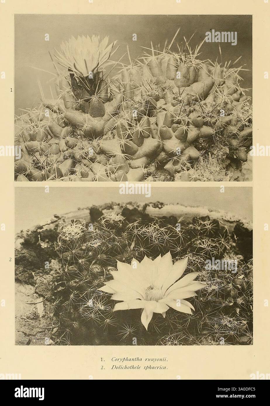 The Cactaceae, Washington, Carnegie Institution of Washington, 1919 ...